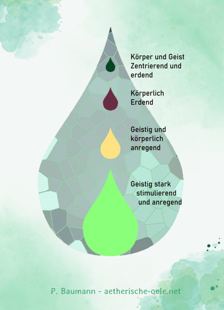 Lemongrass (Cymbopogon citratus) - Aromatherapie - Aromapflege ...