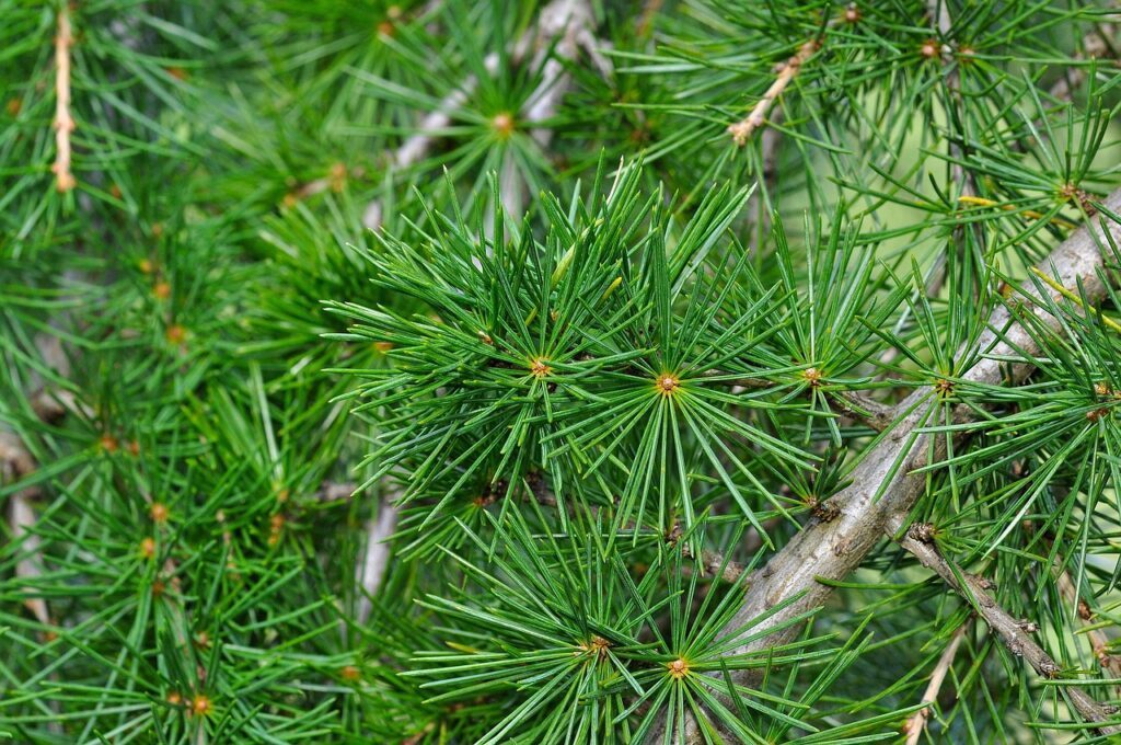 Zedernöl (Cedrus atlantica) - Atlaszeder - Aromatherapie - Aromapflege ...